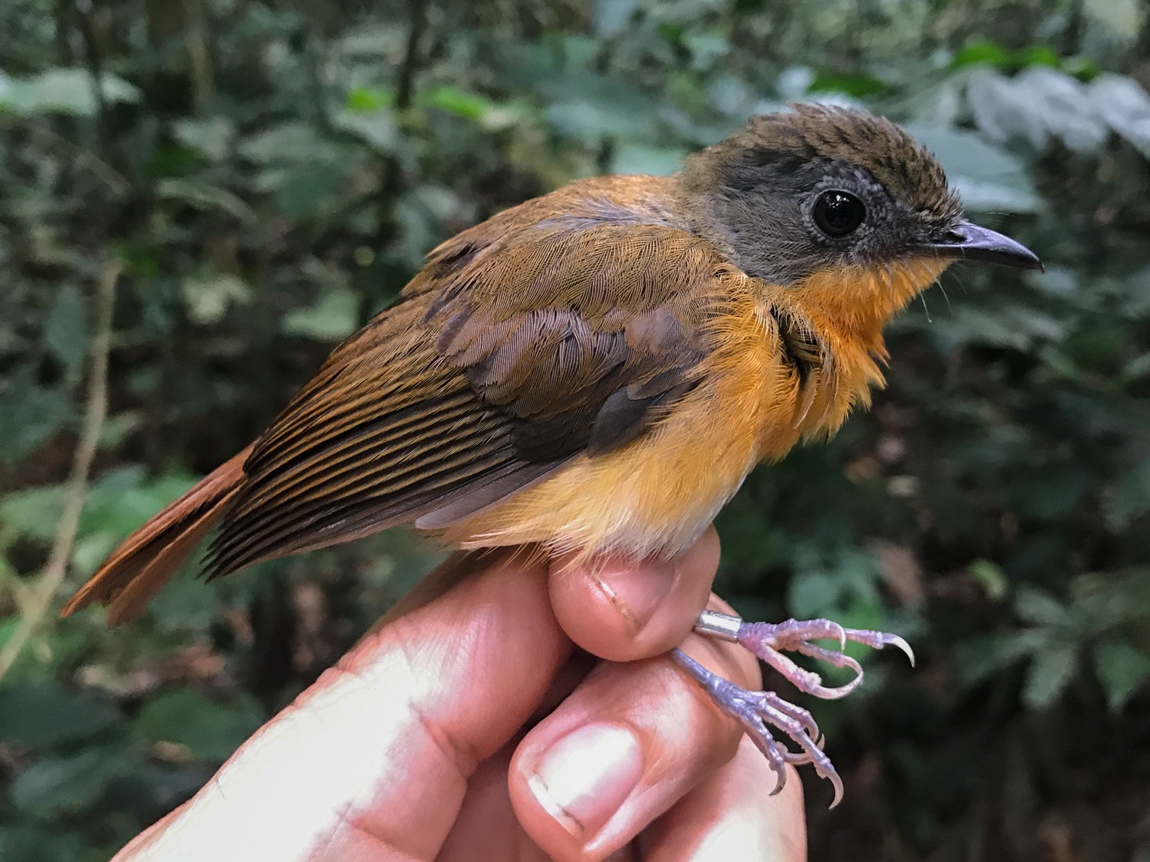 Lowland Akalat - eBird