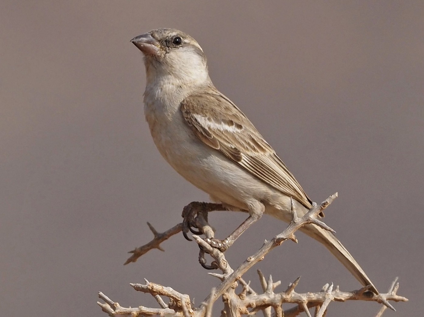 Abd al Kuri Sparrow - eBird