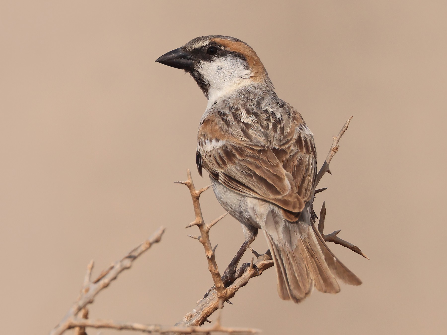 Abd al Kuri Sparrow - eBird