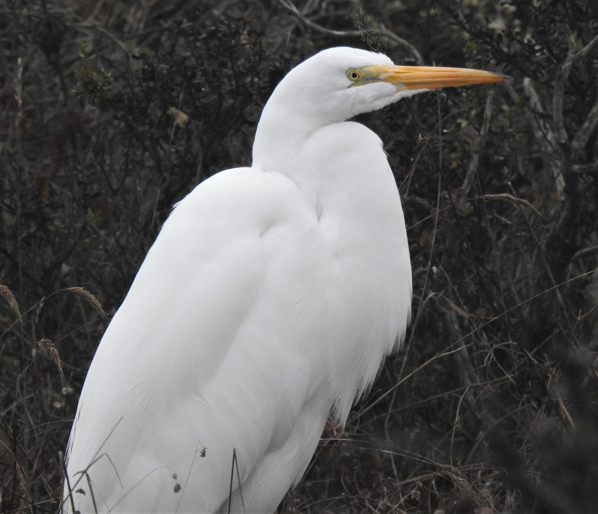 eBird Checklist - 20 Oct 2022 - North Spit--Boat ramp to cypress patch ...