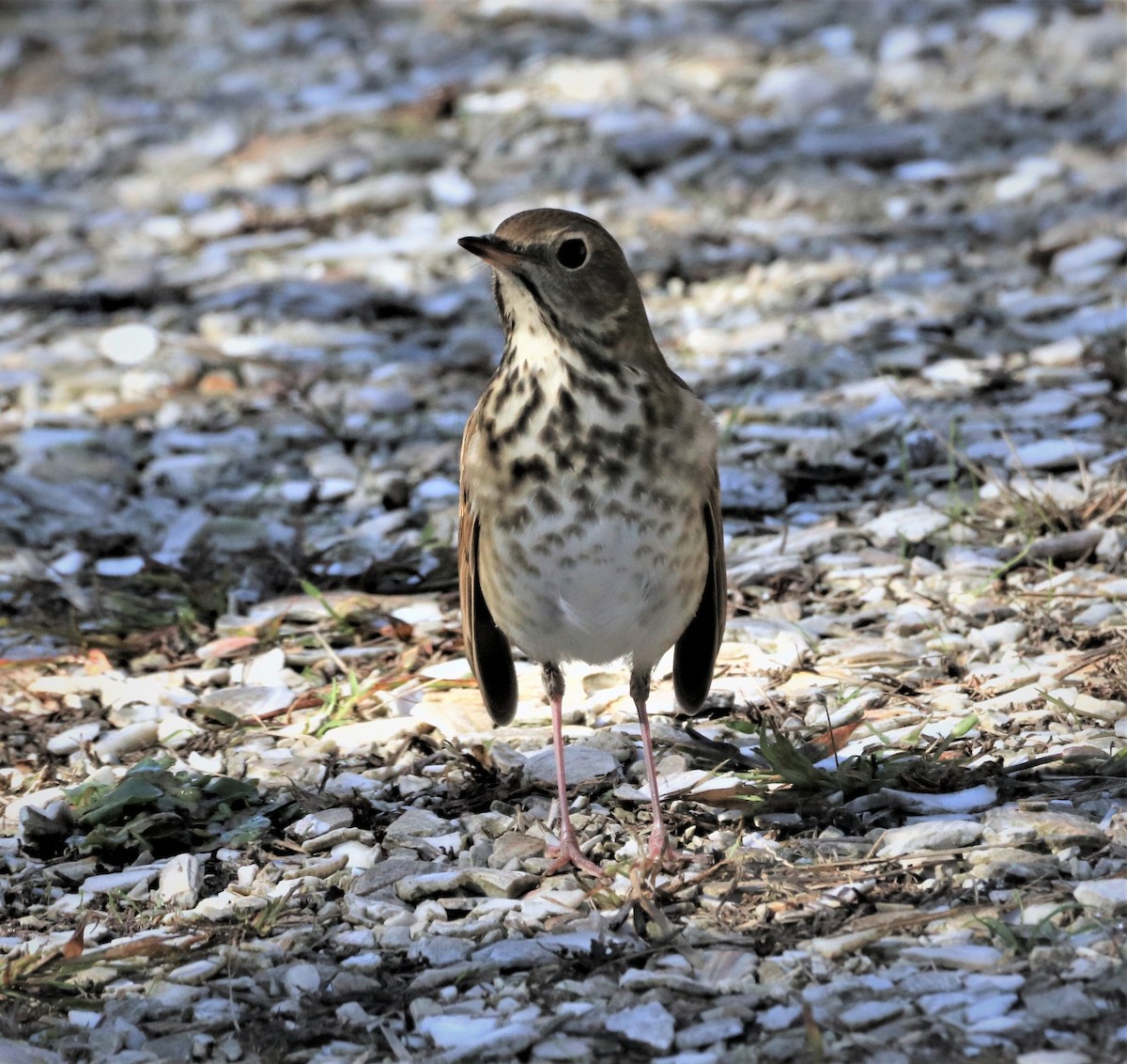 eBird Checklist - 15 Oct 2022 - Lido Beach Passive Nature Area - 32 species
