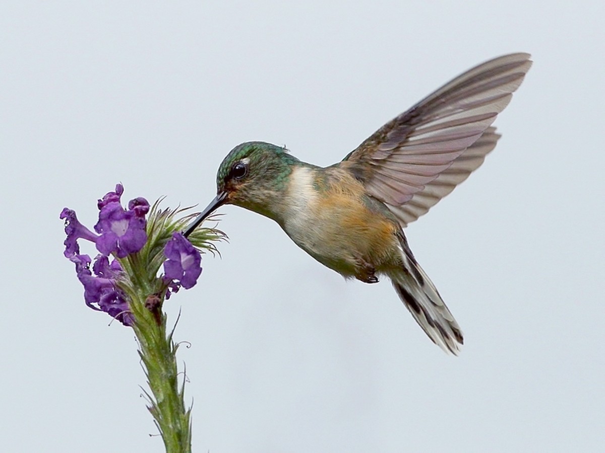 Peruvian Piedtail - Phlogophilus harterti - Birds of the World