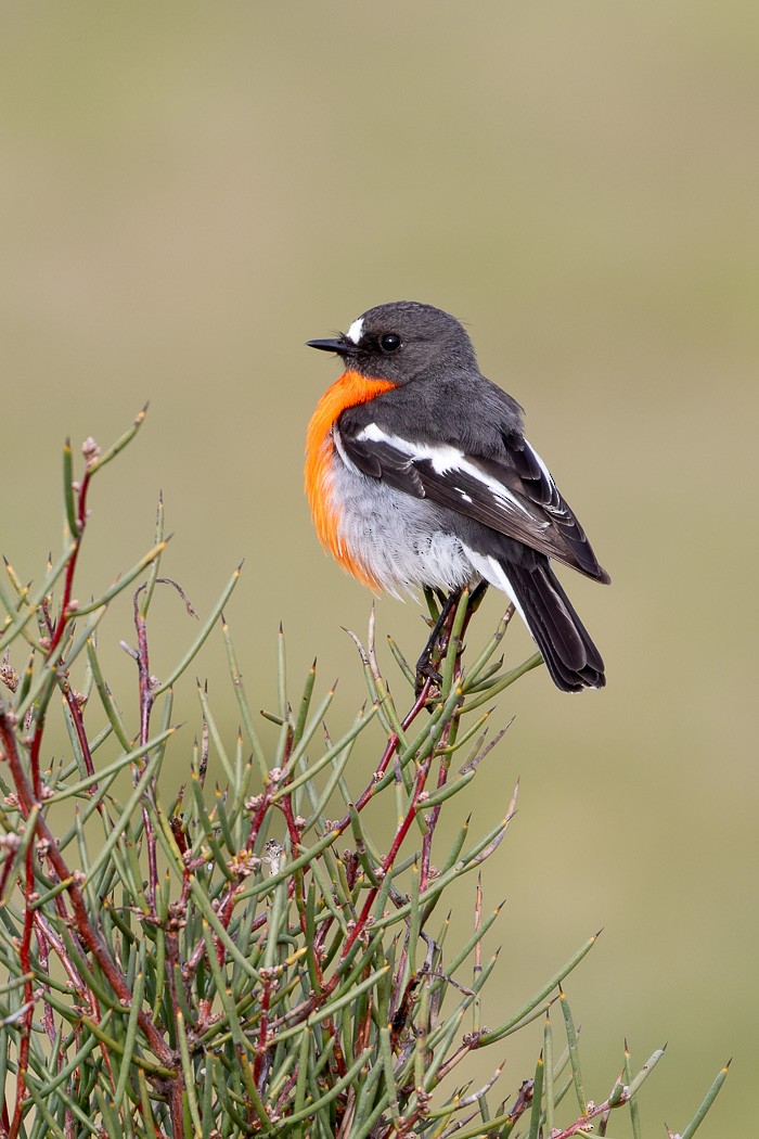 eBird Australia Checklist - 10 Oct 2022 - Lyell Hwy at Brown Marsh ...