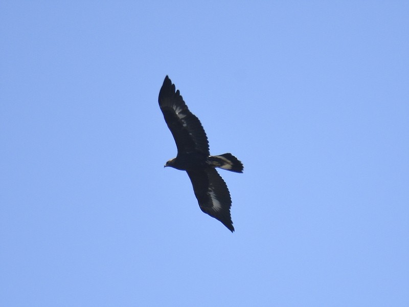 eBird Checklist - 19 Oct 2022 - Smith Point--Candy Abshier WMA (UTC 048 ...