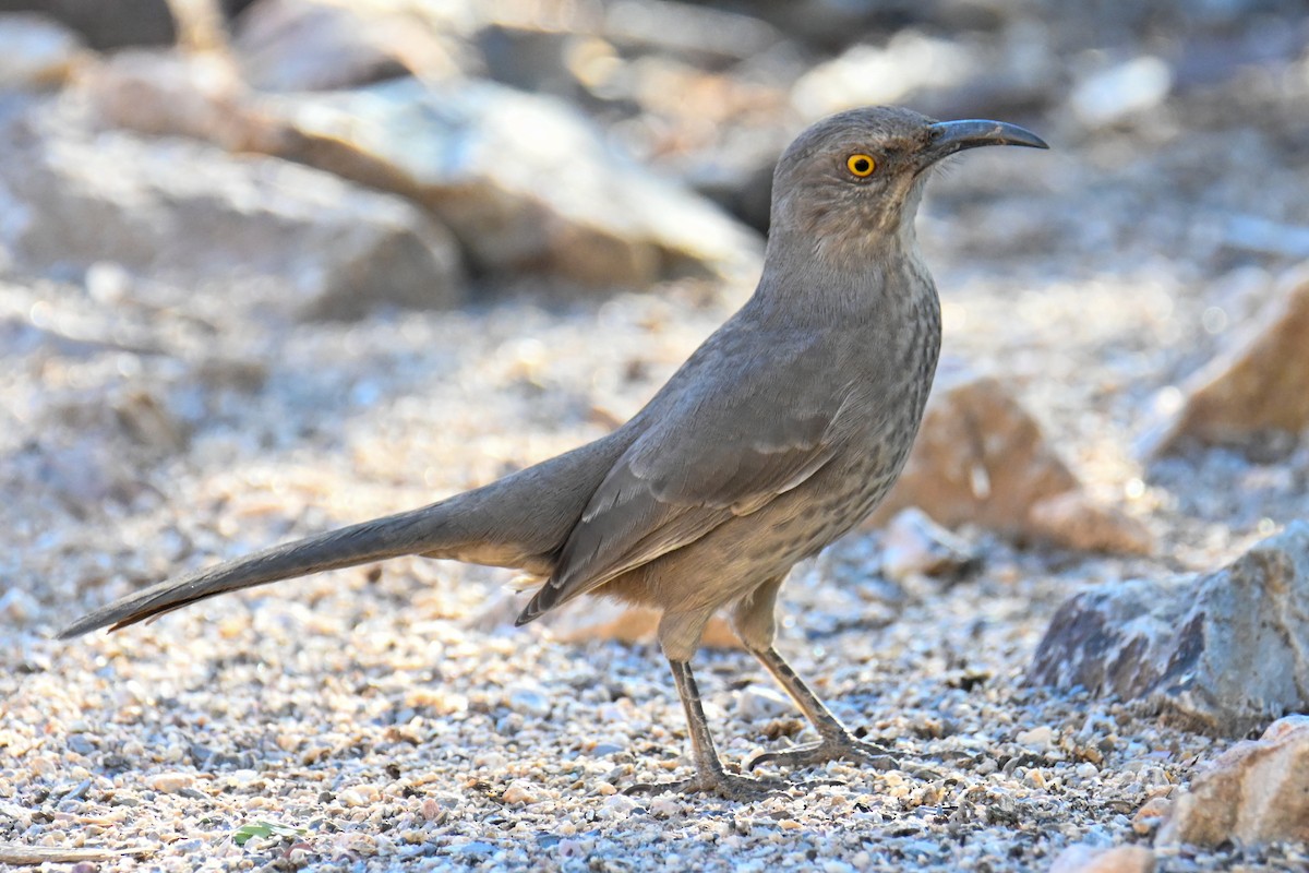 eBird Checklist - 20 Oct 2022 - Tucson Audubon Mason Center - 9 species