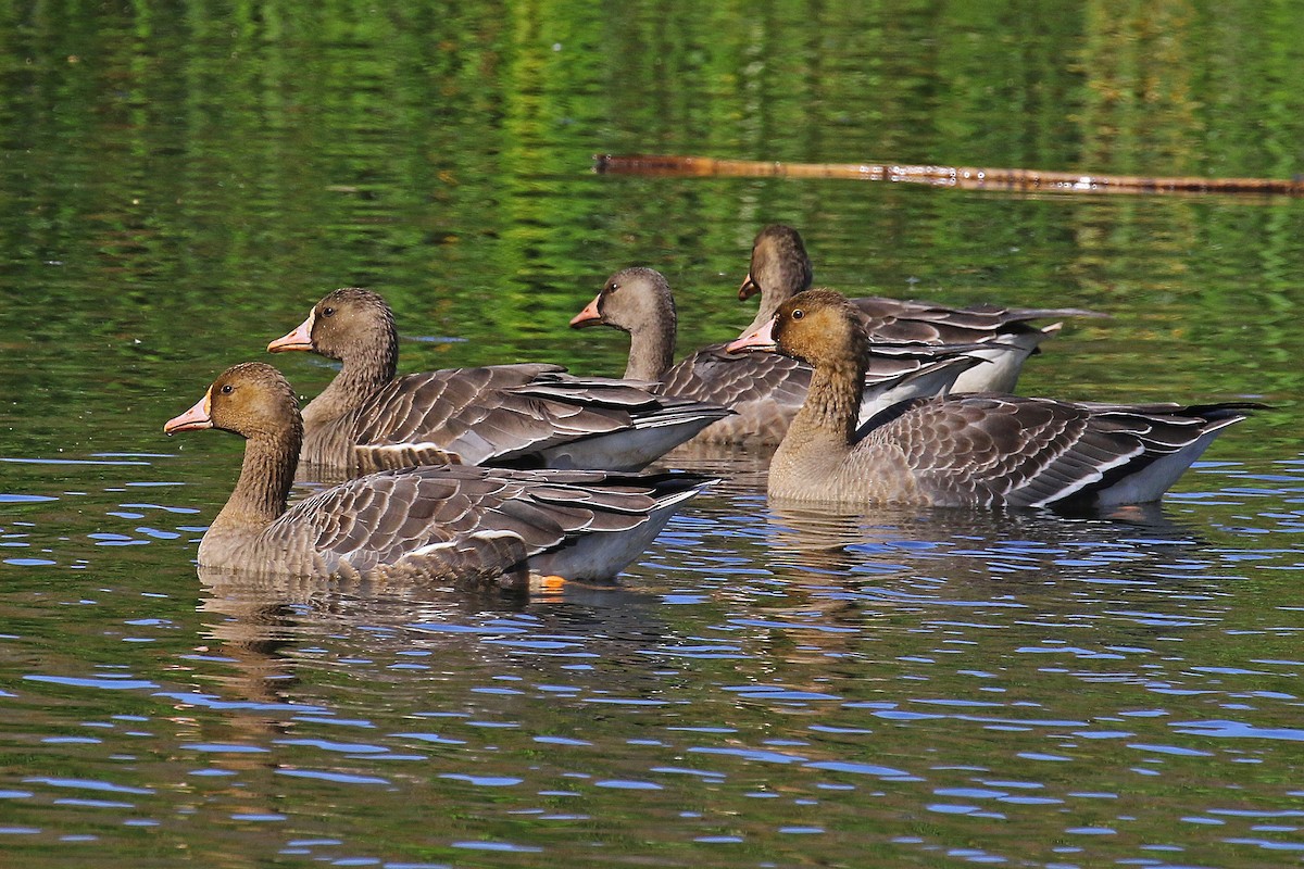 eBird Checklist - 20 Oct 2022 - Palo Corona RP--Rancho Cañada & South ...