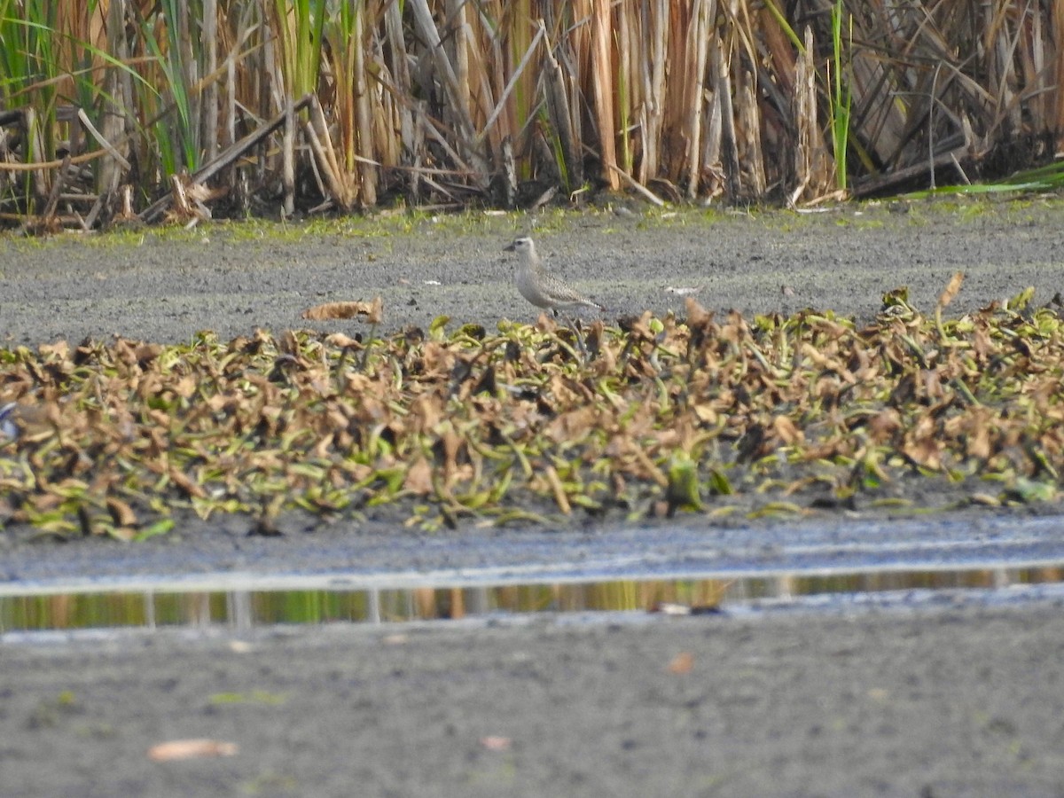 eBird Checklist - 20 Oct 2022 - Trinkle Marsh - 10 species (+1 other taxa)