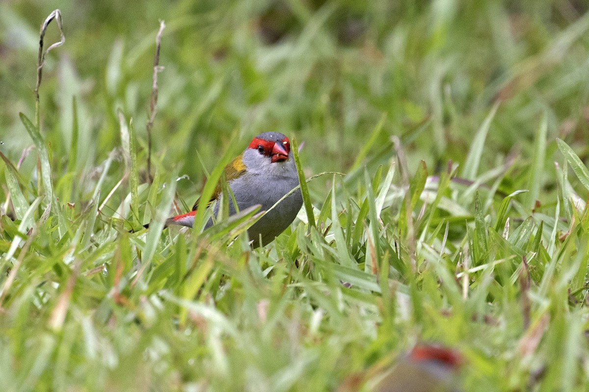 eBird Checklist - 6 Oct 2022 - Mt Lewis Rd at -16.57866, 145.32709 - 1 ...