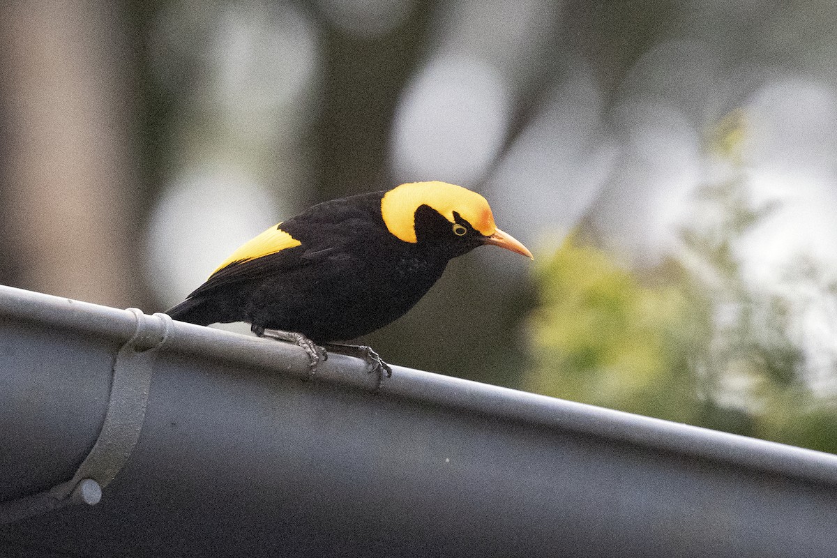 eBird Checklist - 8 Oct 2022 - O'Reilly's Rainforest Retreat - 15 species