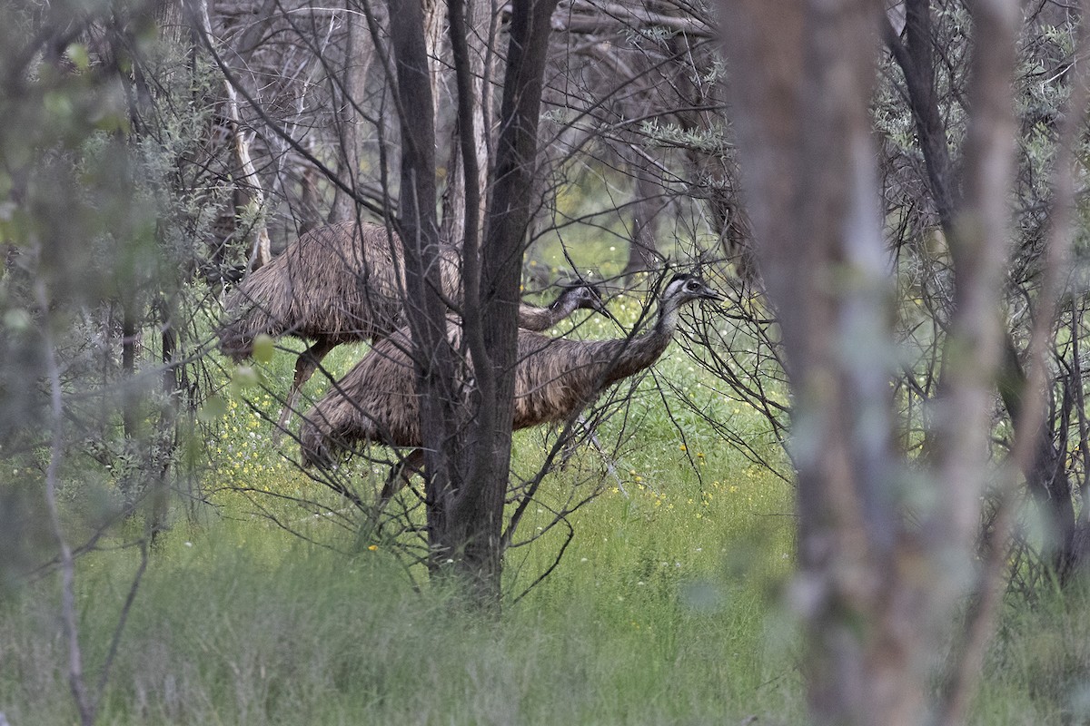 eBird Checklist - 11 Oct 2022 - Balonne Highway, Nebine, Queensland, AU ...