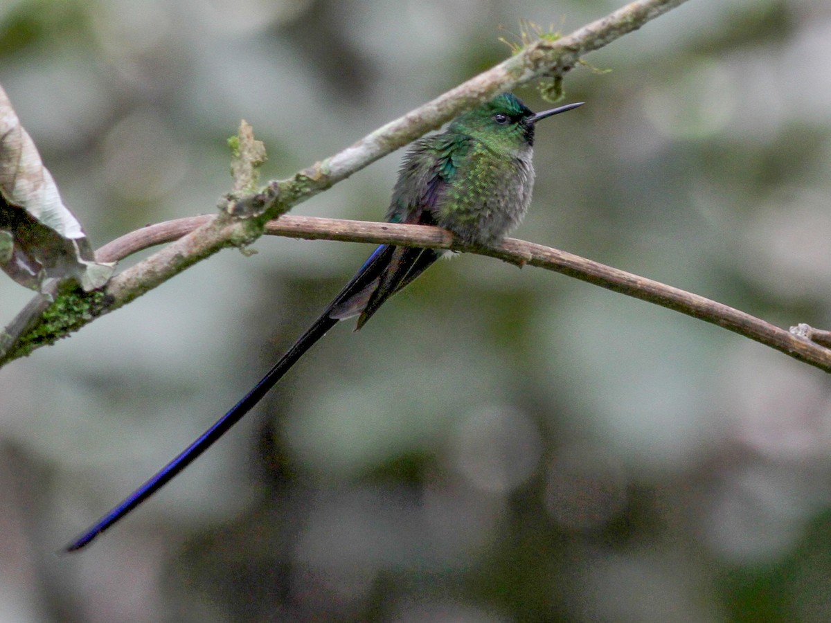 Venezuelan Sylph - Aglaiocercus berlepschi - Birds of the World