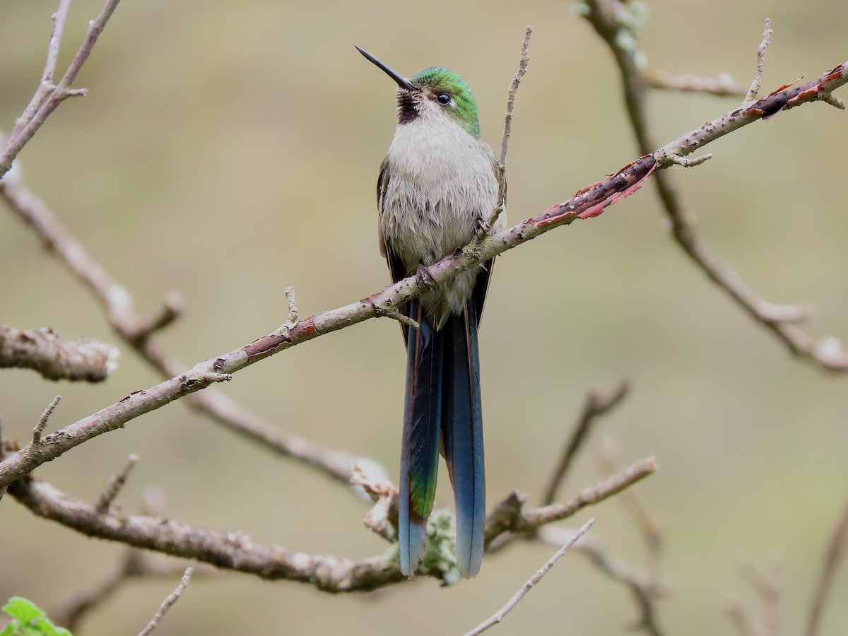 Gray-bellied Comet - Taphrolesbia griseiventris - Birds of the World