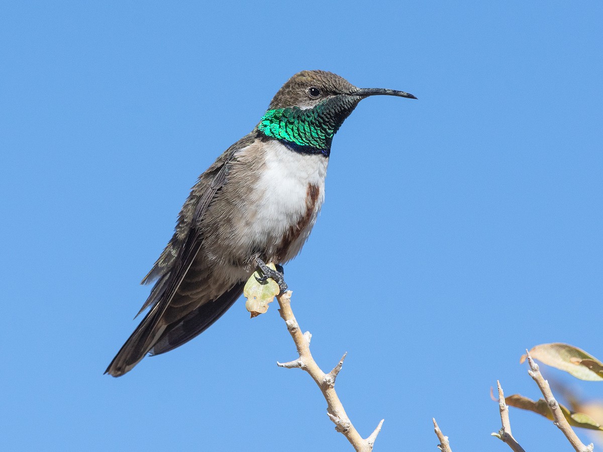 Andean Hillstar - Oreotrochilus estella - Birds of the World