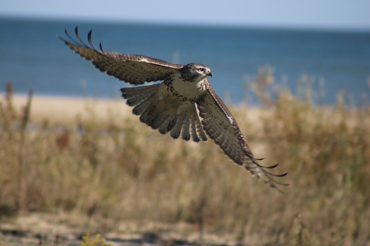 eBird Checklist - 21 Oct 2022 - Bay City SP - 15 species (+1 other taxa)