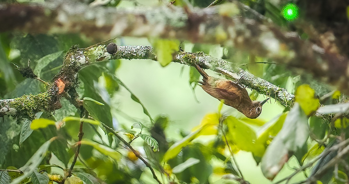 eBird Checklist - 17 Sep 2022 - Valladolid--vicinity - 34 species