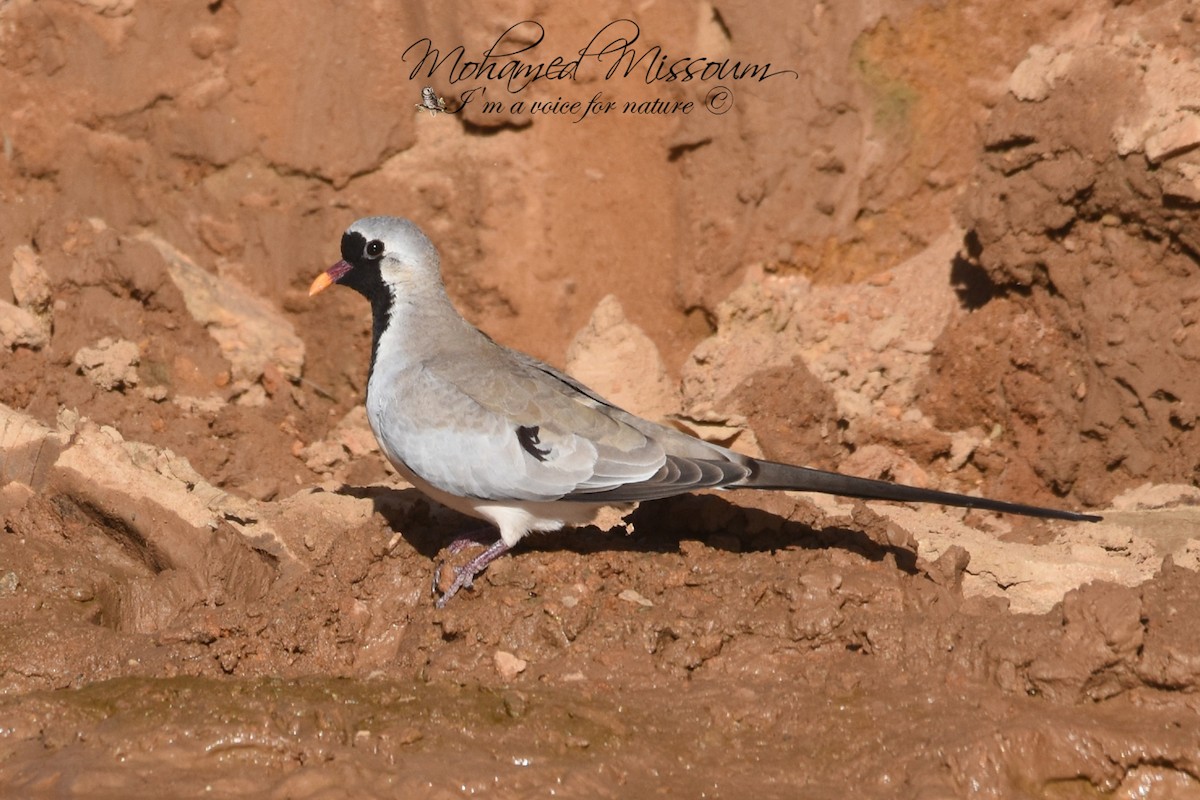 eBird Checklist - 14 Oct 2022 - Bordj Badji Mokhtar - 1 species