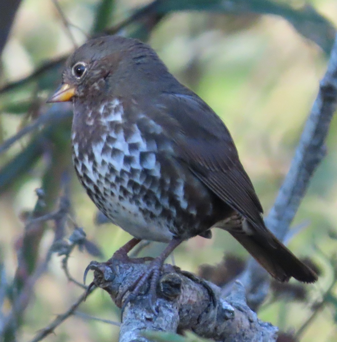 eBird Checklist - 29 Sep 2022 - Spring Lake Regional Park - 32 species