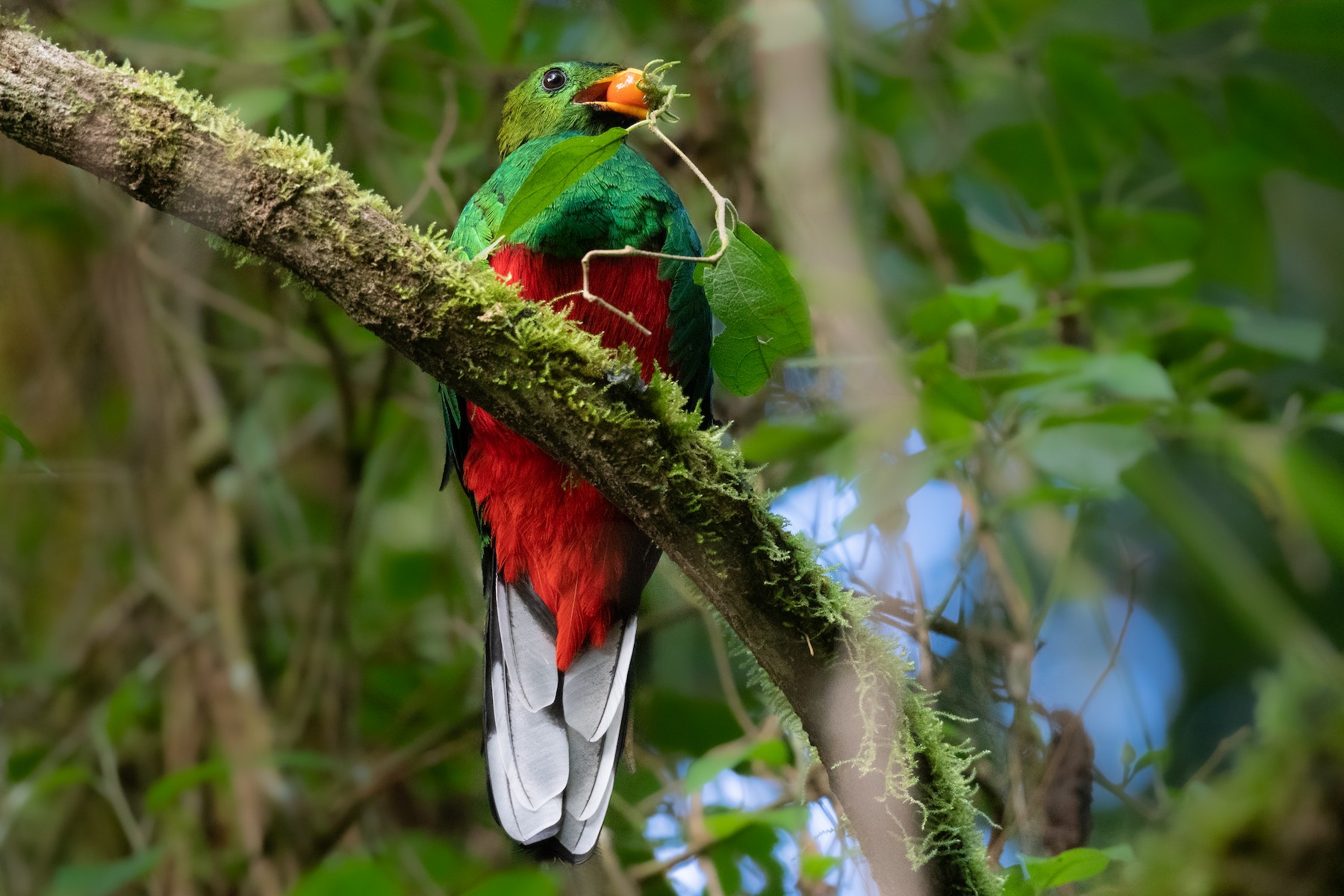 White-tipped Quetzal - eBird