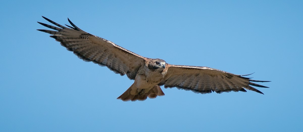 ML496104641 Red-tailed Hawk Macaulay Library