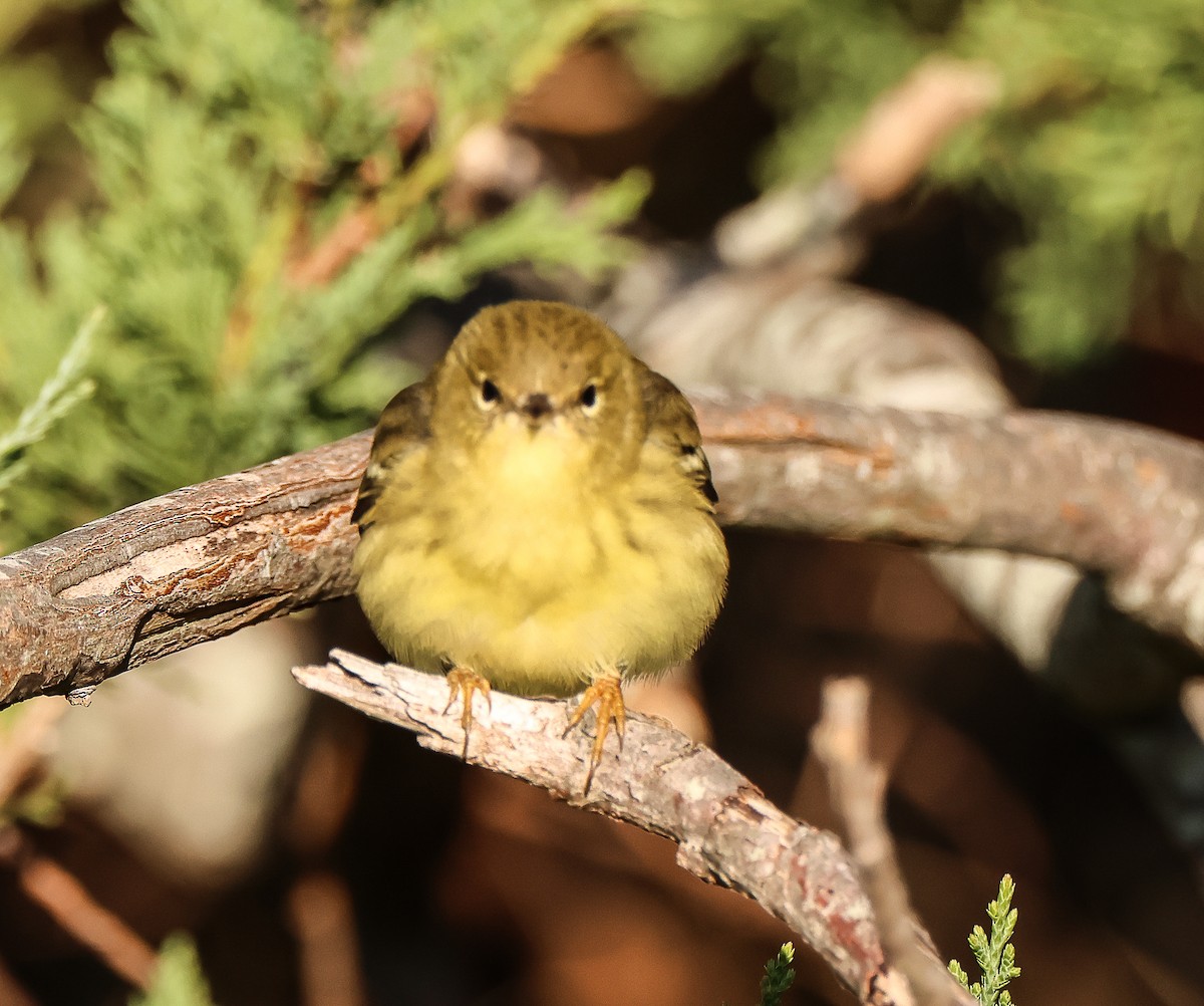 ML496107891 Blackpoll Warbler Macaulay Library