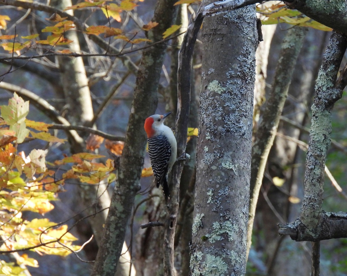 Mass Audubon eBird Checklist - 21 Oct 2022 - Great Meadows NWR--Concord ...