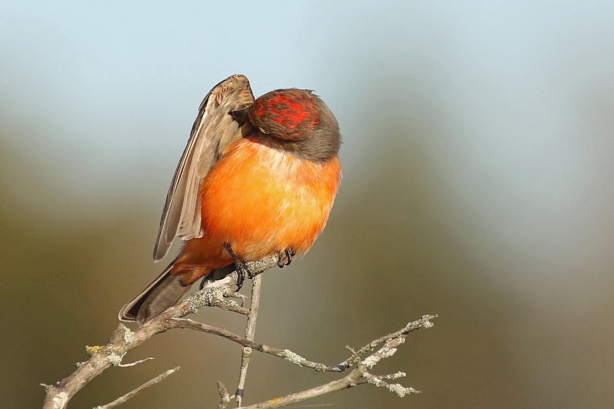 ML496110031 Vermilion Flycatcher Macaulay Library