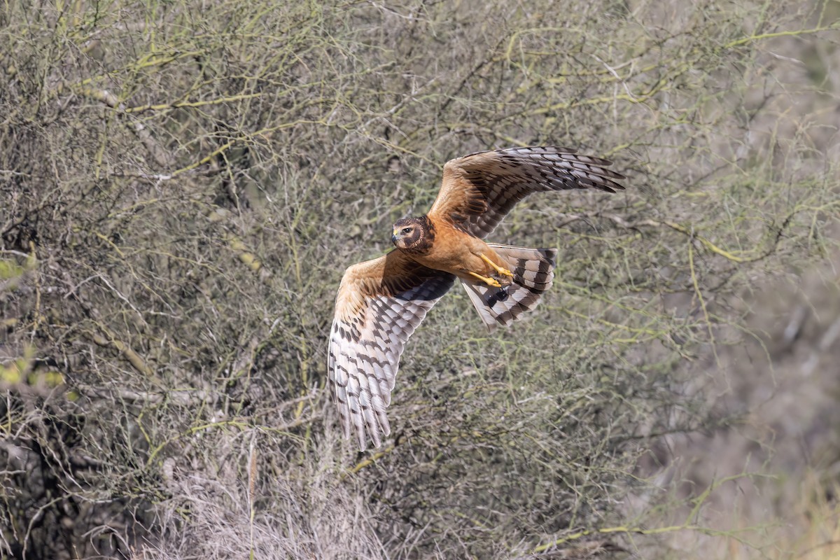 eBird Checklist - 21 Oct 2022 - Yturria Tract (Lower Rio Grande Valley ...
