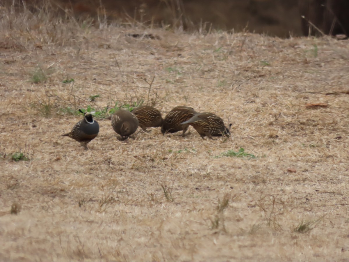 eBird Checklist - 21 Oct 2022 - Rodeo Lagoon - 45 species