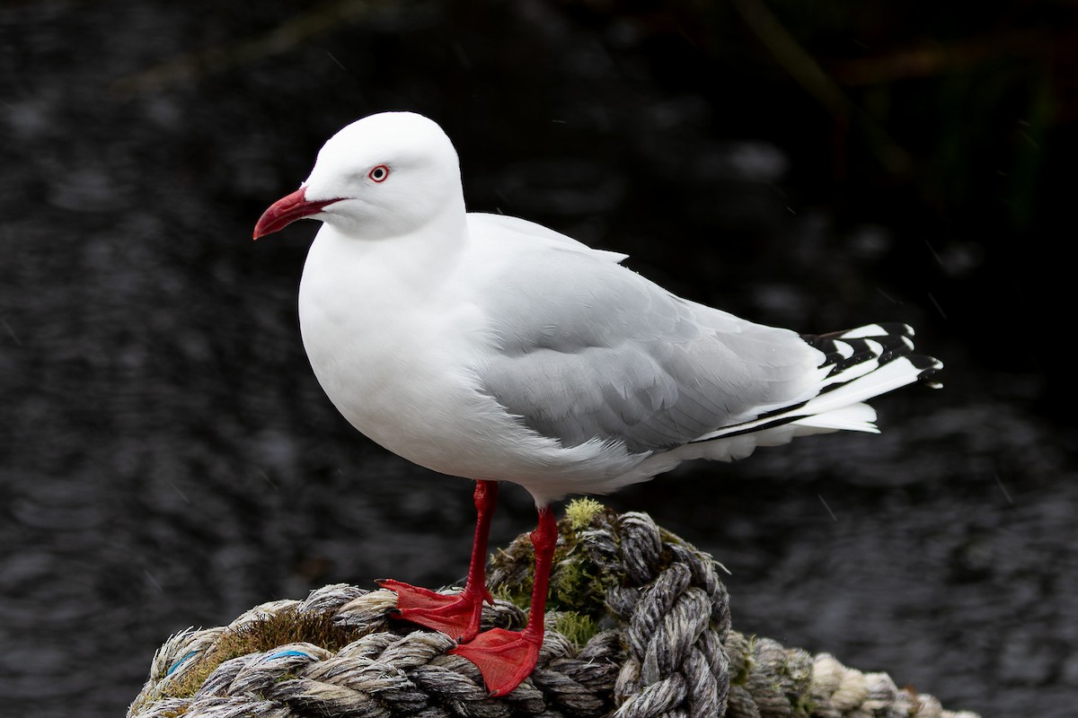 eBird Australia Checklist - 13 Oct 2022 - Corinna - 8 species