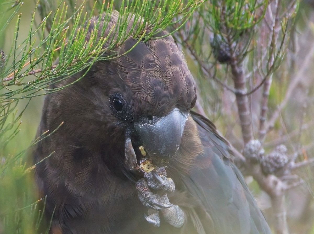 eBird Australia Checklist - 22 Oct 2022 - The Pines Flora and Fauna ...