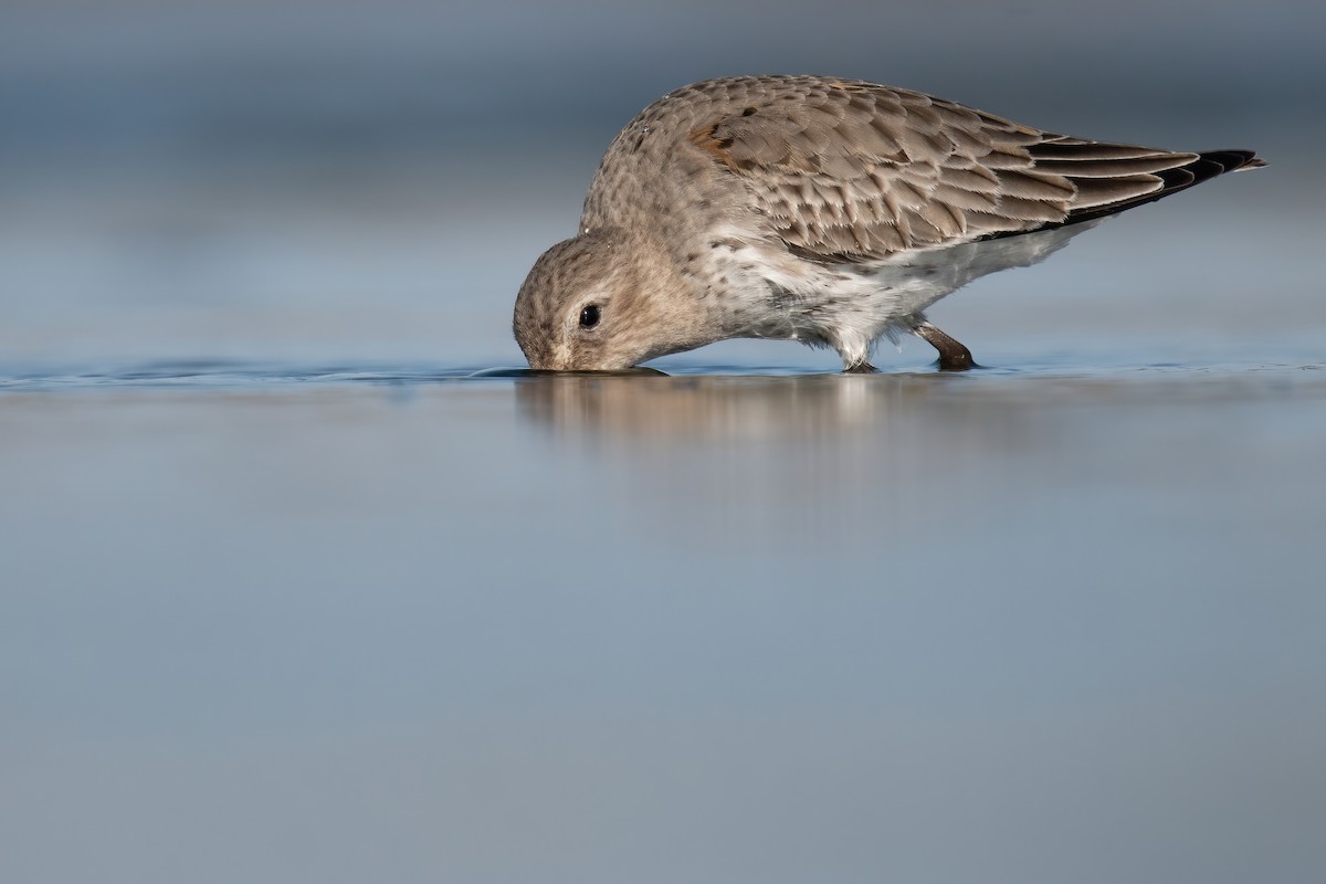 eBird Checklist - 21 Oct 2022 - Tommy Thompson Park - 73 species (+1 ...