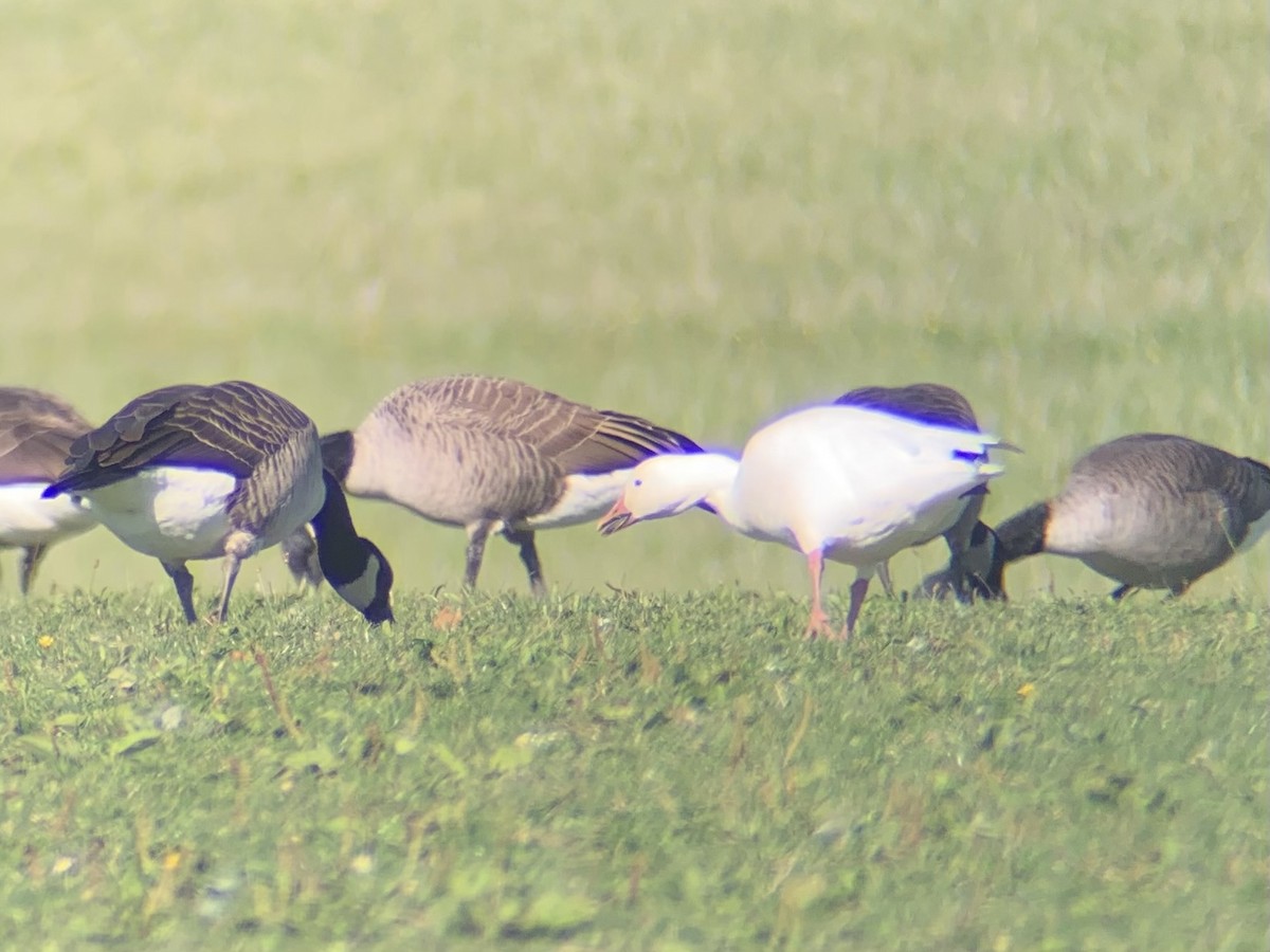 eBird Checklist - 22 Oct 2022 - Argilla-Northgate-Essex Rd. Fields ...