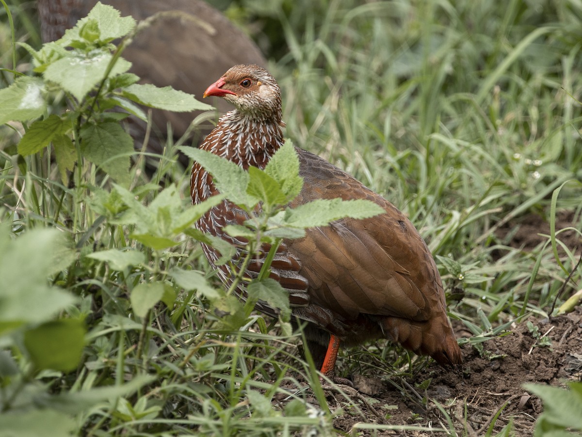 eBird Checklist - 1 Sep 2022 - Aberdare NP - 28 species