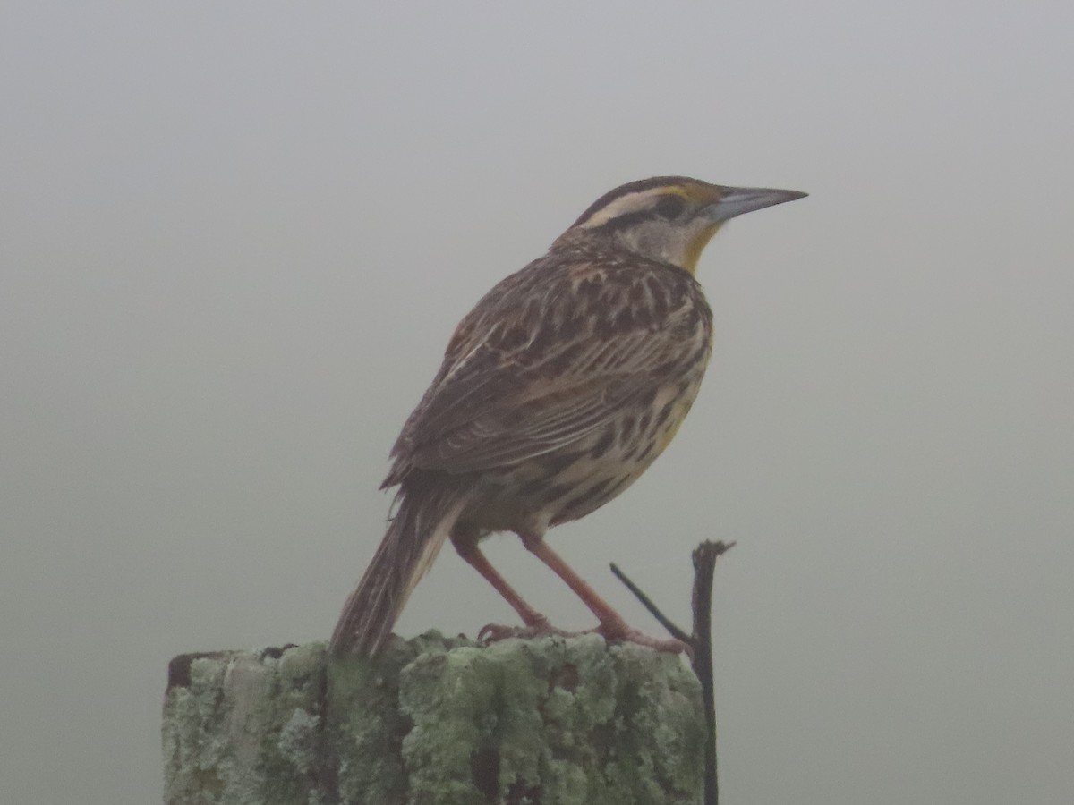 eBird Checklist - 22 Oct 2022 - Finca La Cabezona - 8.351x-82.513 ...