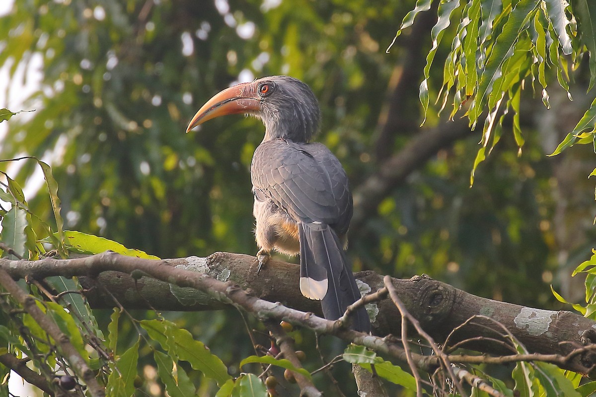 eBird India Checklist - 5 Oct 2022 - Old Magazine House, Ganeshgudi ...