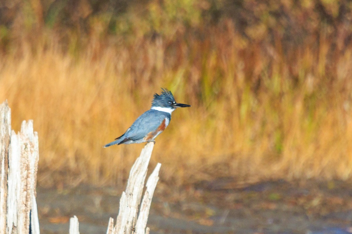 eBird Checklist - 22 Oct 2022 - Grey Rocks Conservation Area, Hebron ...