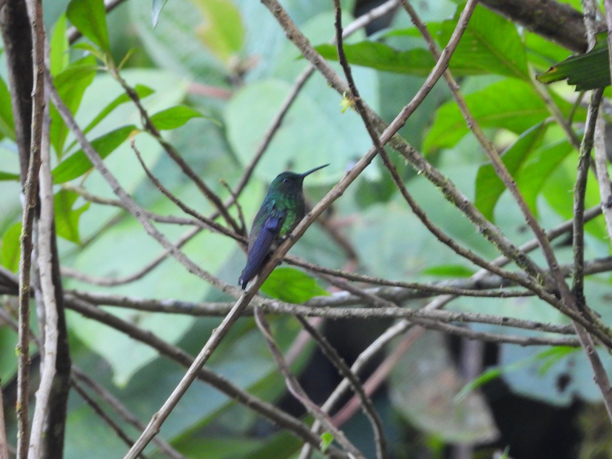 eBird Colombia Checklist - 23 Sep 2022 - Vereda La Hondura. El Dovio ...