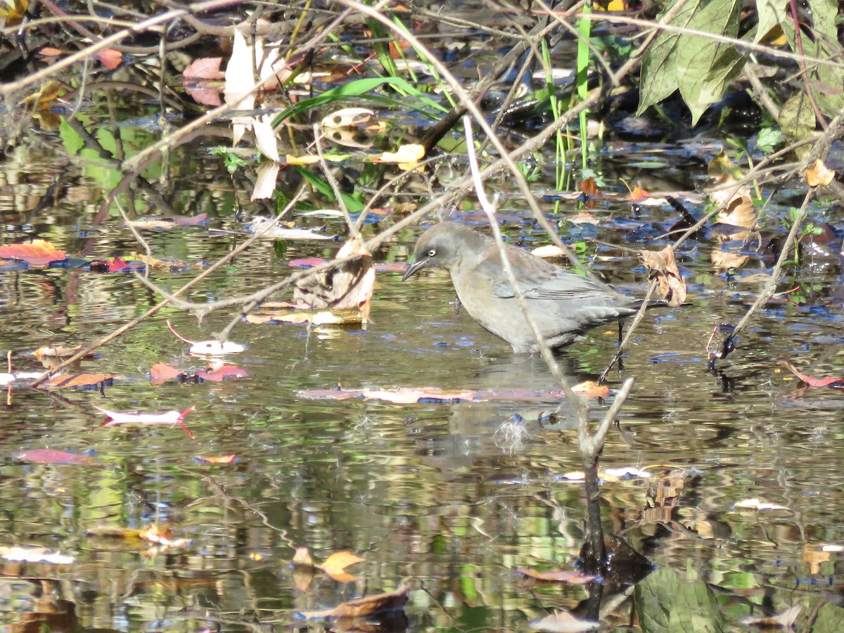 eBird Checklist - 22 Oct 2022 - Dunback Meadow - 18 species