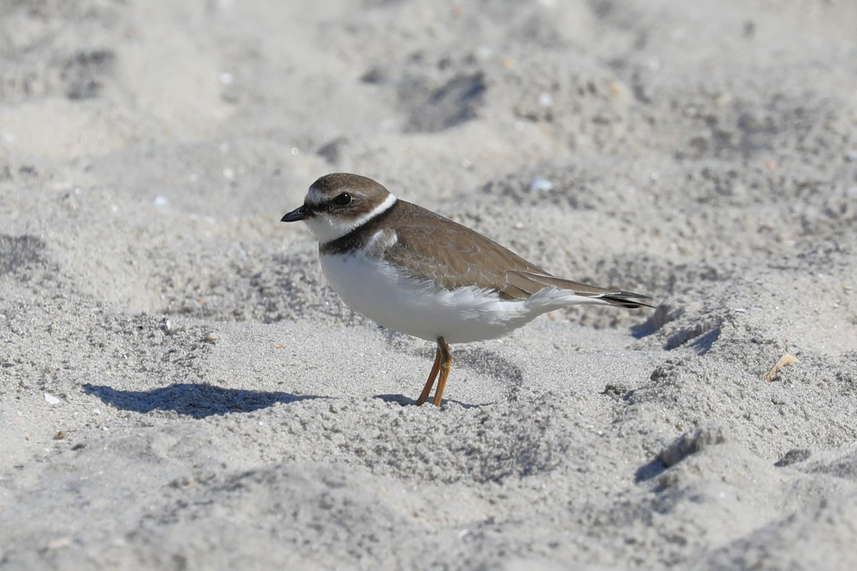 eBird Checklist - 14 Oct 2022 - Avalon--8th St. Jetty (Avalon Seawatch ...