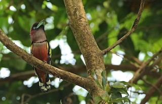Banded Broadbill - Eurylaimus javanicus - Birds of the World
