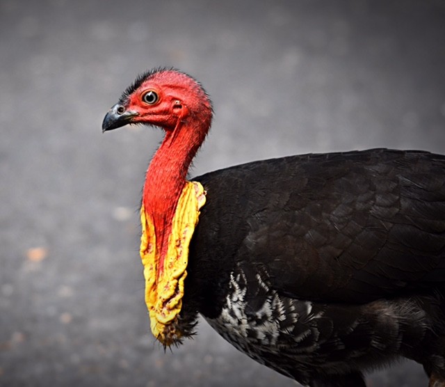 eBird Australia Checklist - 17 Oct 2022 - Bonadio RV Park - 47 species