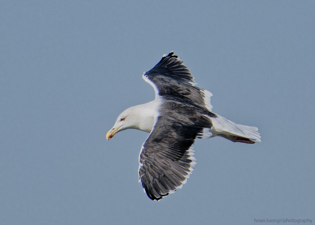 ML496790051 Great Black-backed Gull Macaulay Library