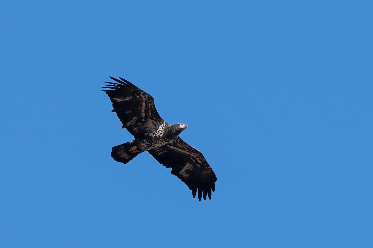 ML496846971 - Bald Eagle - Macaulay Library