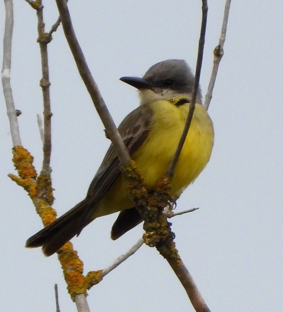 eBird Checklist - 23 Oct 2022 - 4853B Robertson Rd, Delta CA-BC 49. ...