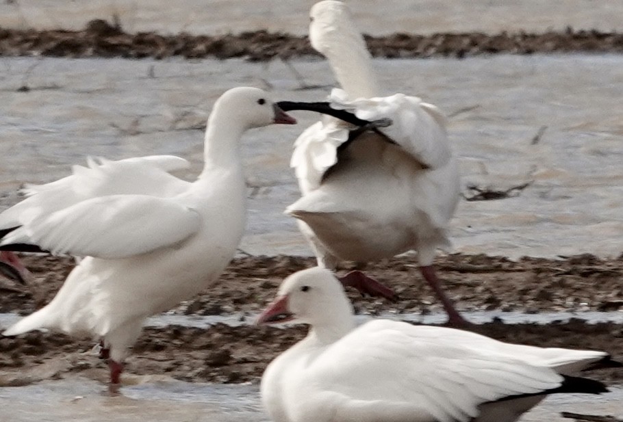 eBird Checklist - 23 Oct 2022 - Bosque del Apache NWR - 38 species