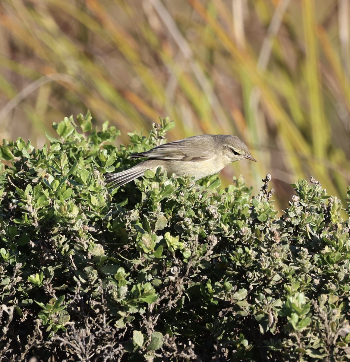 eBird Checklist - 23 Oct 2022 - Rodeo Lagoon and Beach - 23 species