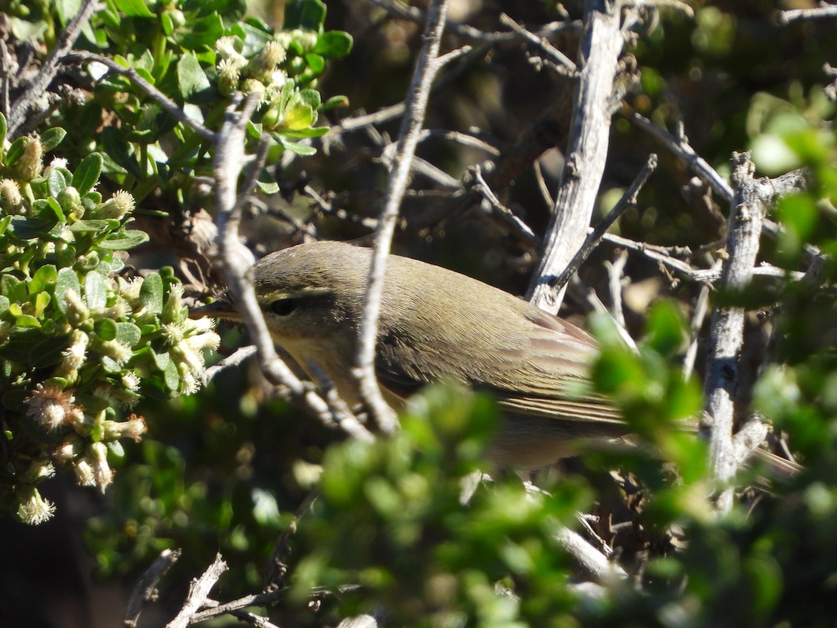 eBird Checklist - 23 Oct 2022 - Rodeo Lagoon - 38 species (+2 other taxa)
