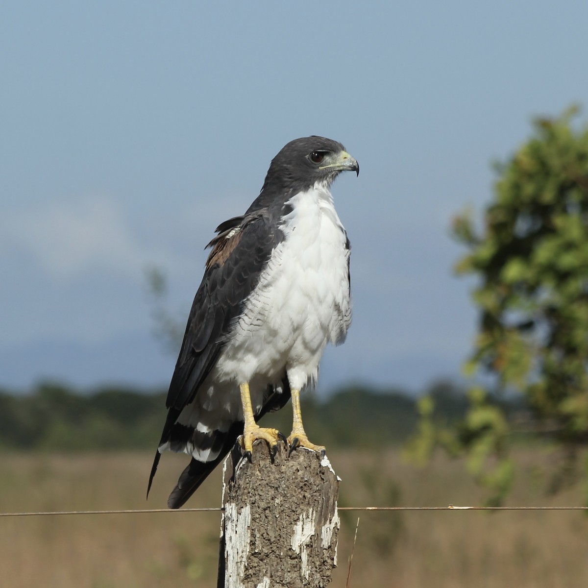ML496971351 - White-tailed Hawk - Macaulay Library