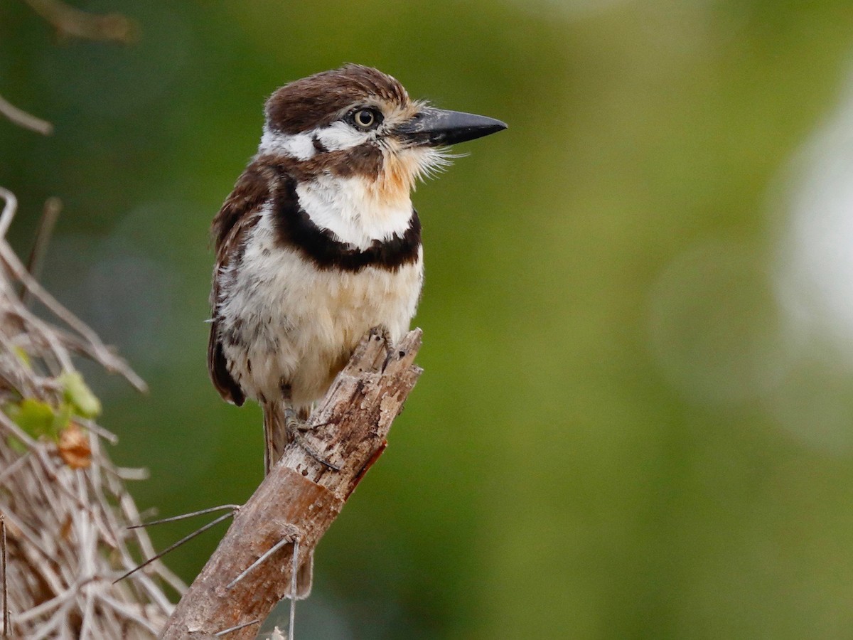 Russet-throated Puffbird - Hypnelus ruficollis - Birds of the World