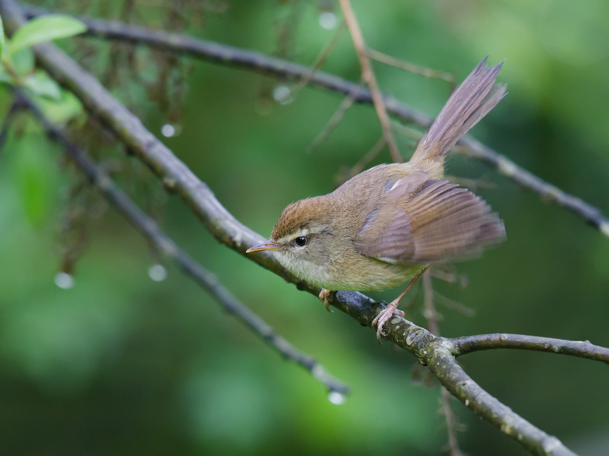 Aberrant Bush Warbler - Horornis flavolivaceus - Birds of the World